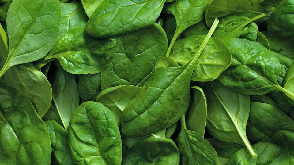 Spinat | apetito